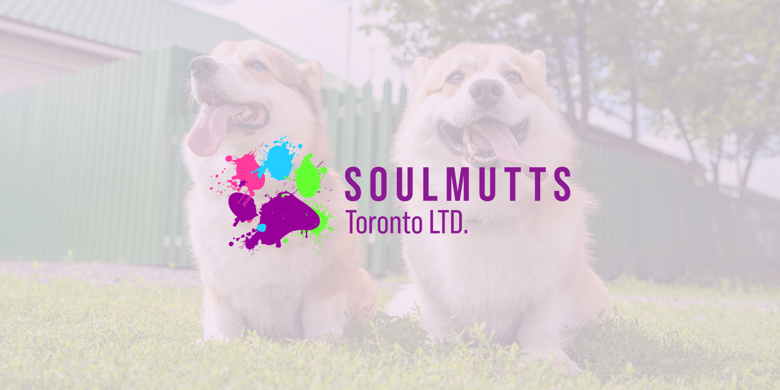 Pet Policies on Public Transit in Toronto: Can You Bring Your Dog on ...